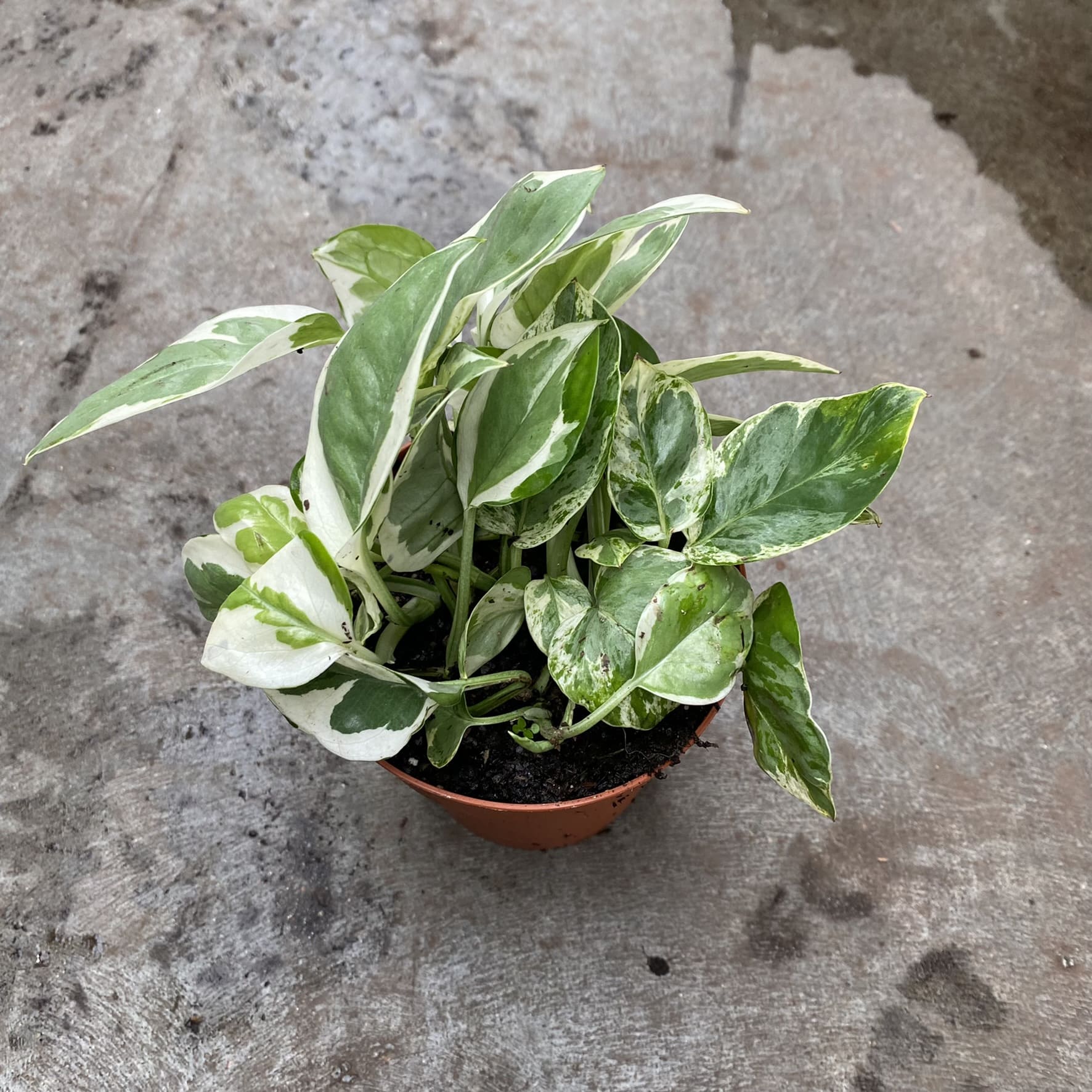 4″ Pothos ‘n’ Joy – The Plant Factory Wholesale Tropical Plants