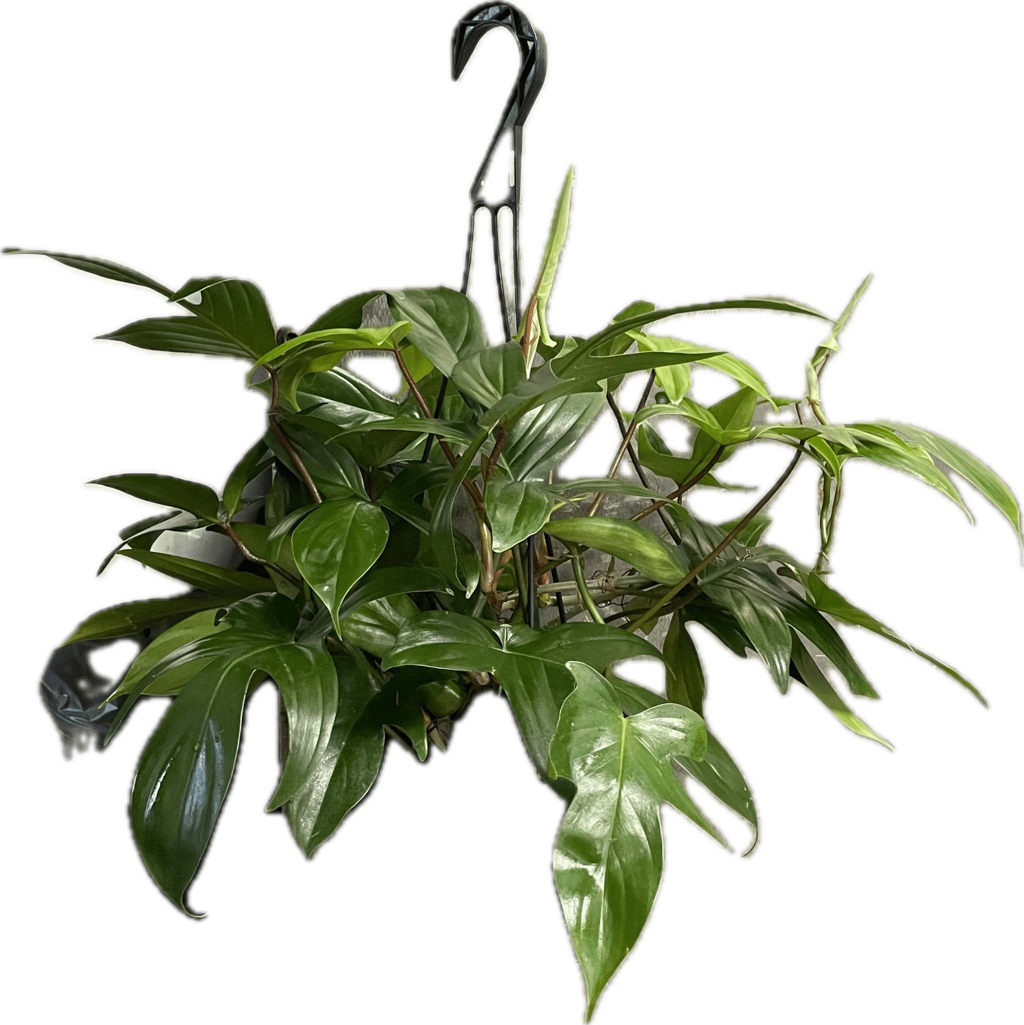 8 Philodendron Florida Hanger The KC Plant Factory 8 Philodendron Florida Hanger The KC Plant Factory